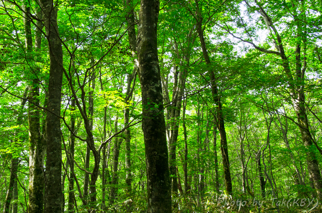 豊かな森と湖が織りなす世界遺産 青森県・秋田県～白神山地でのみどころ～ | キナリノ